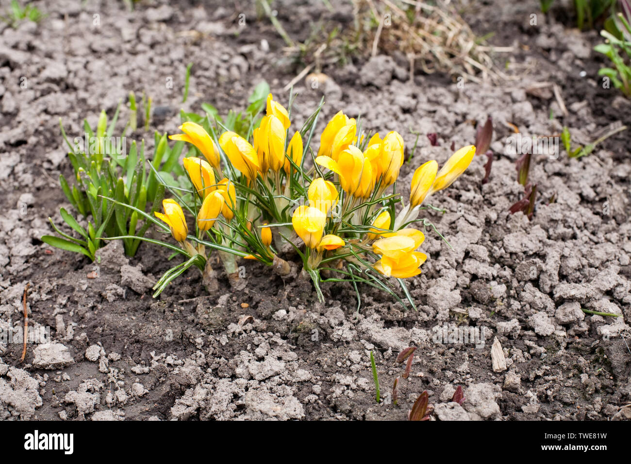 first snowdrop spring yellow flowers closeup view on outdoor ground ...