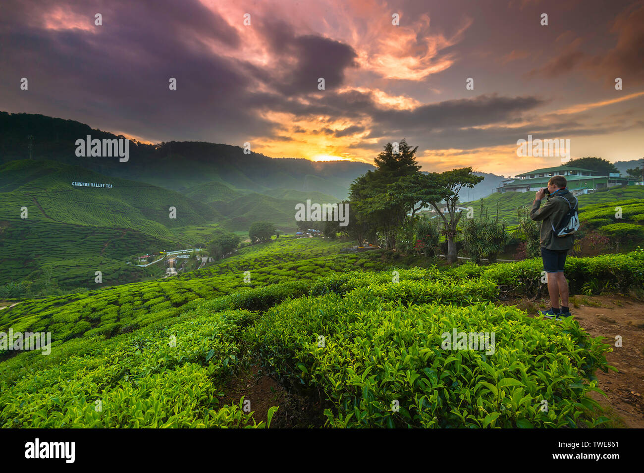 Cameron Highland Tea Plantation Stock Photo - Alamy