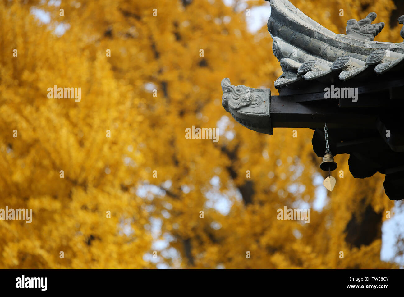 Ginkgo guanyin temple hi-res stock photography and images - Alamy