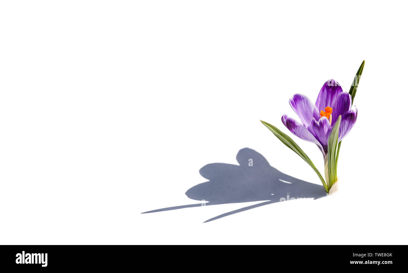 violet snowdrop spring flower closeup view isolated on white postcard ...