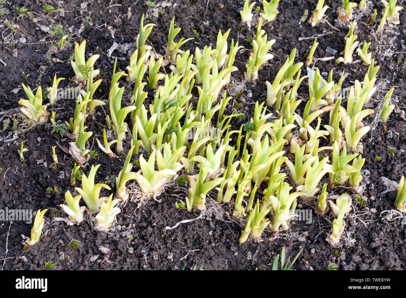 spring green plant sprouts closeup view on outdoor ground background ...