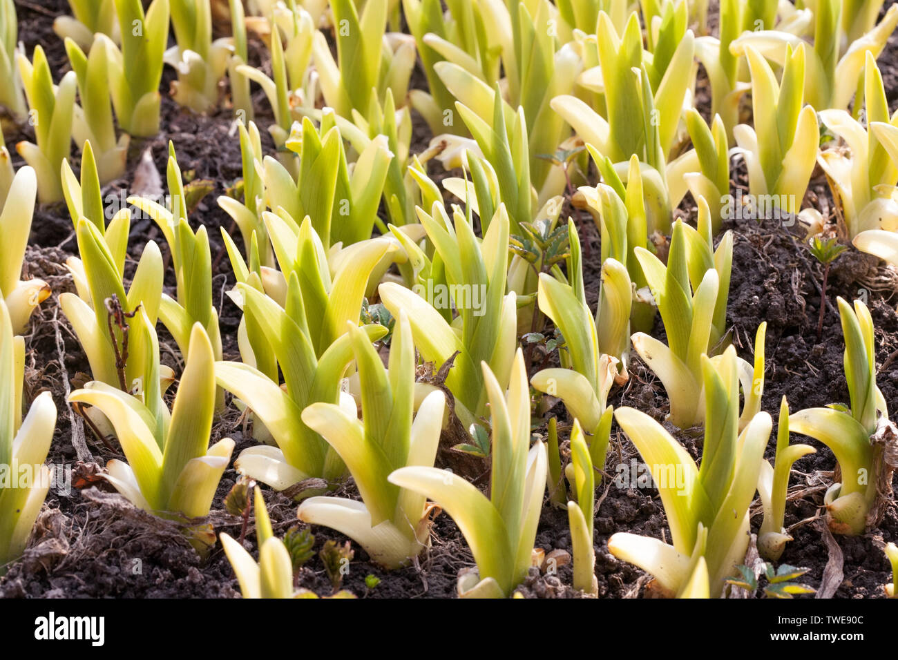 spring green sprouts closeup view on outdoor ground background Stock ...