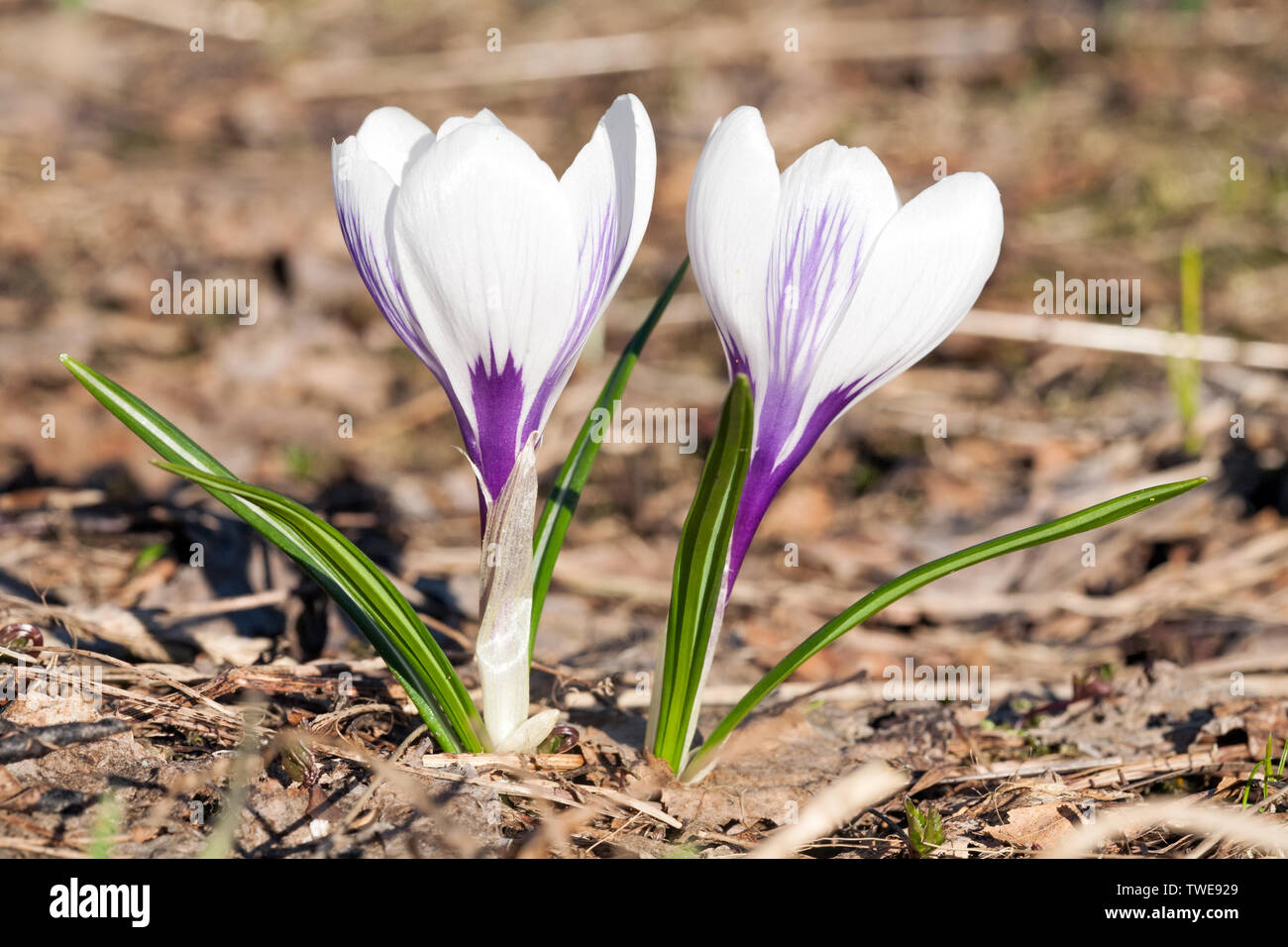 two light violet snowdrop spring flowers closeup view on outdoor ground ...
