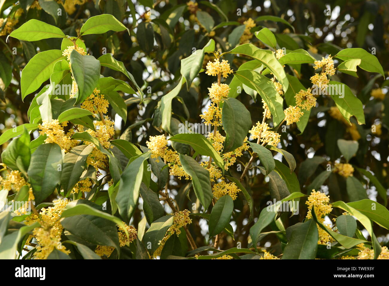 Silver osmanthus hi-res stock photography and images - Alamy