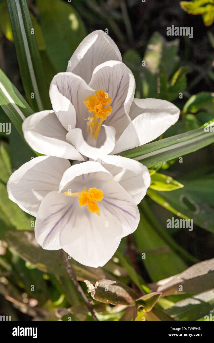 Outdoor flower shoot hi-res stock photography and images - Alamy