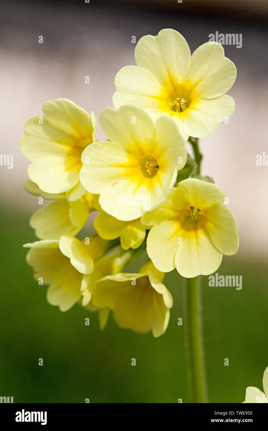 light yellow spring flowers on blurred outdoor background closeup view ...