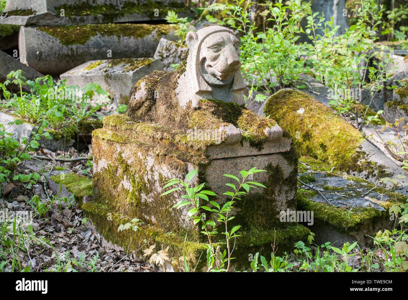 stone cemetery grave sphinx monument covered with moss closeup view on ...