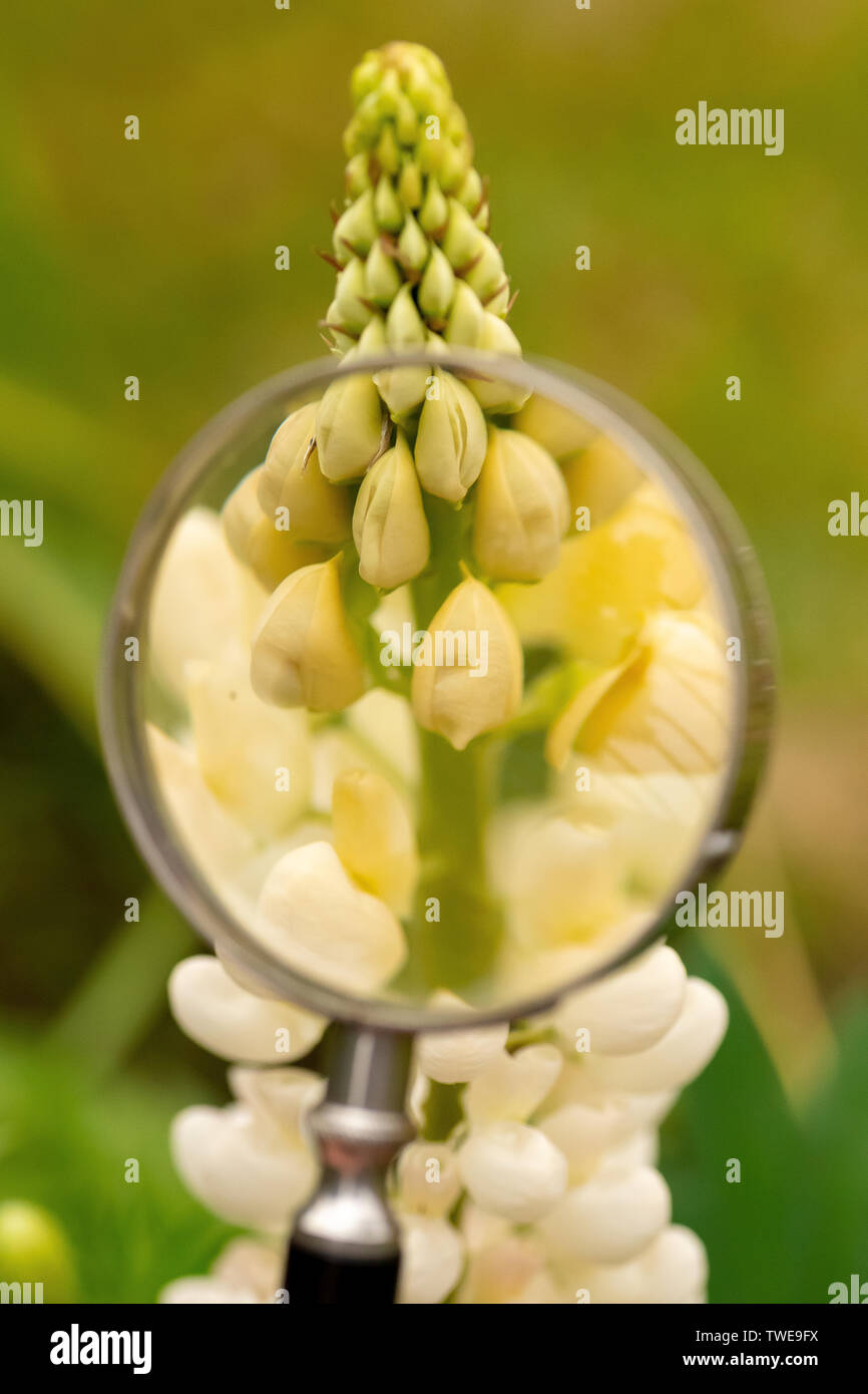 Flower in magnifying glass hi-res stock photography and images - Alamy