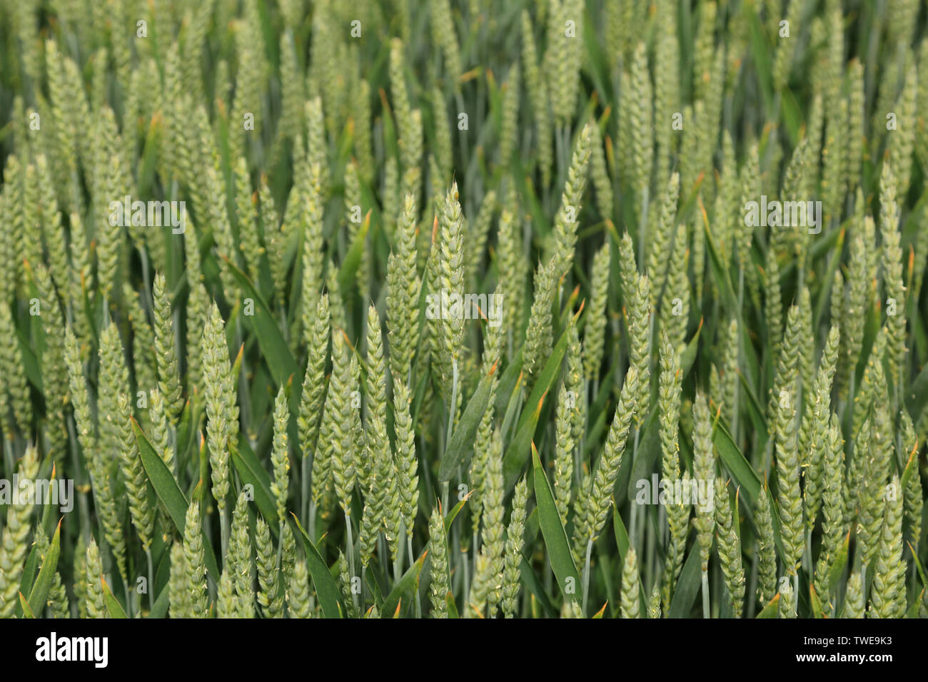 Wheat growing on a British farm Stock Photo - Alamy