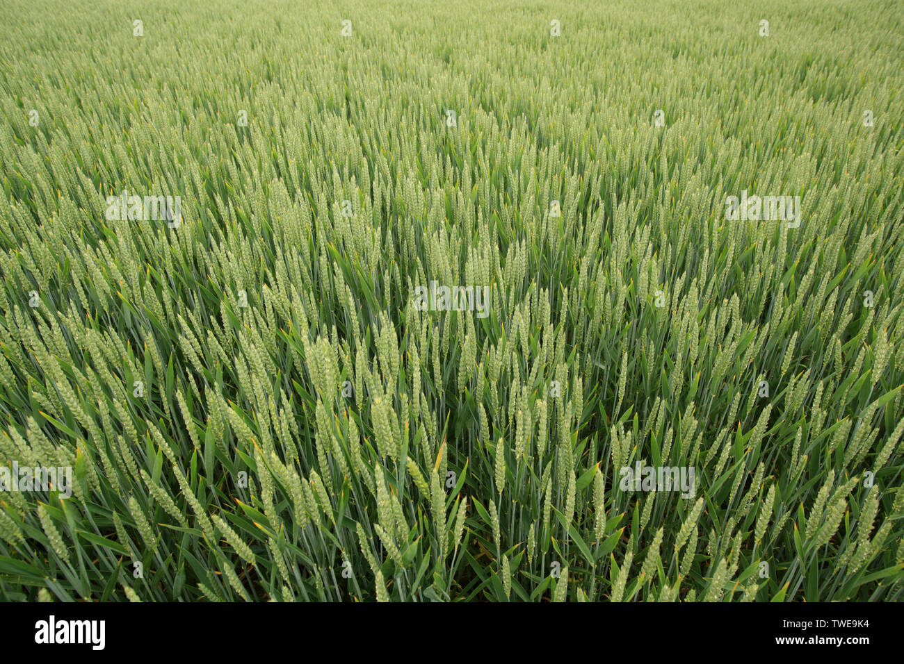 Wheat growing on a British farm Stock Photo - Alamy