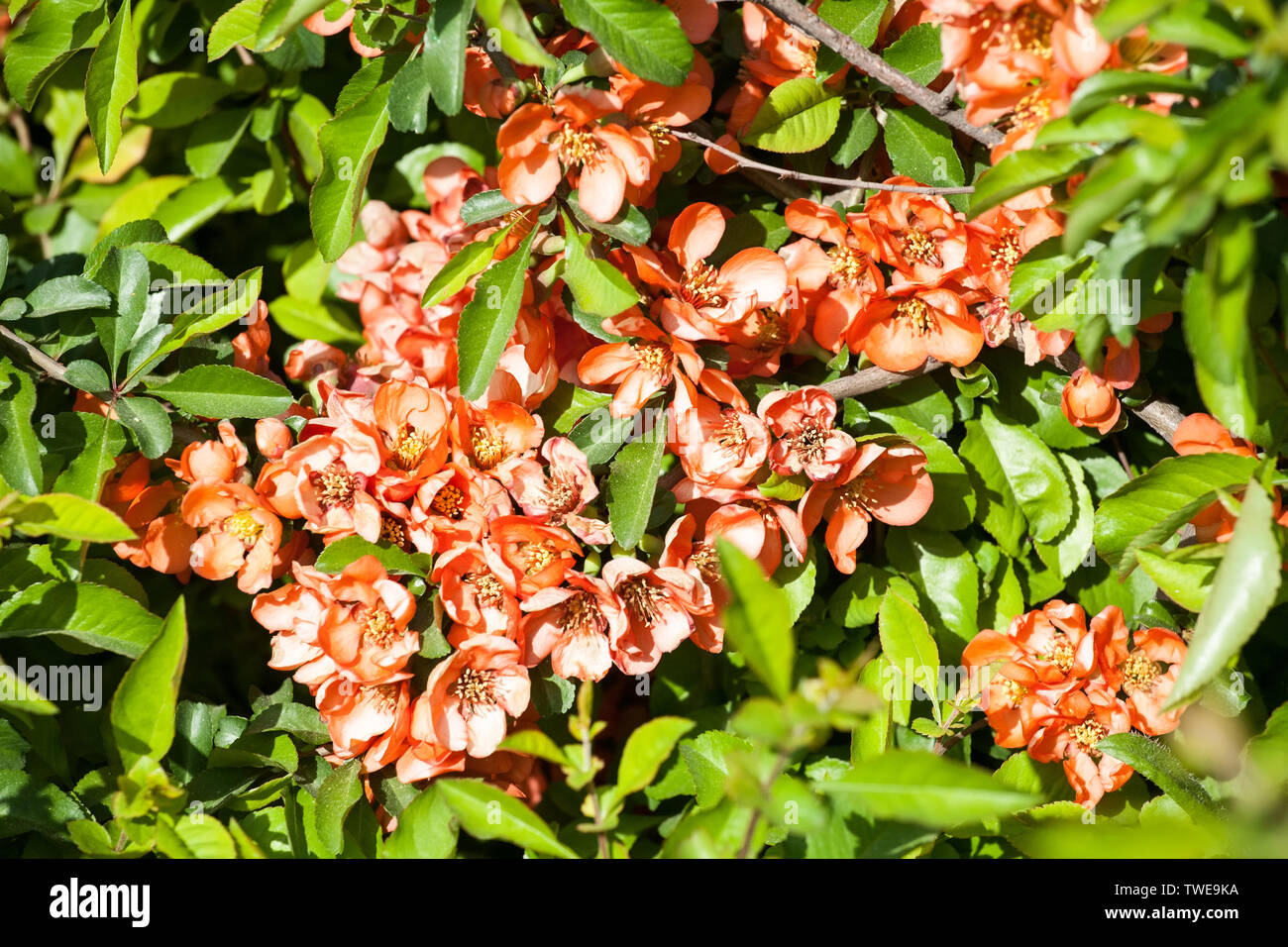 Orange spring flowers hi-res stock photography and images - Alamy