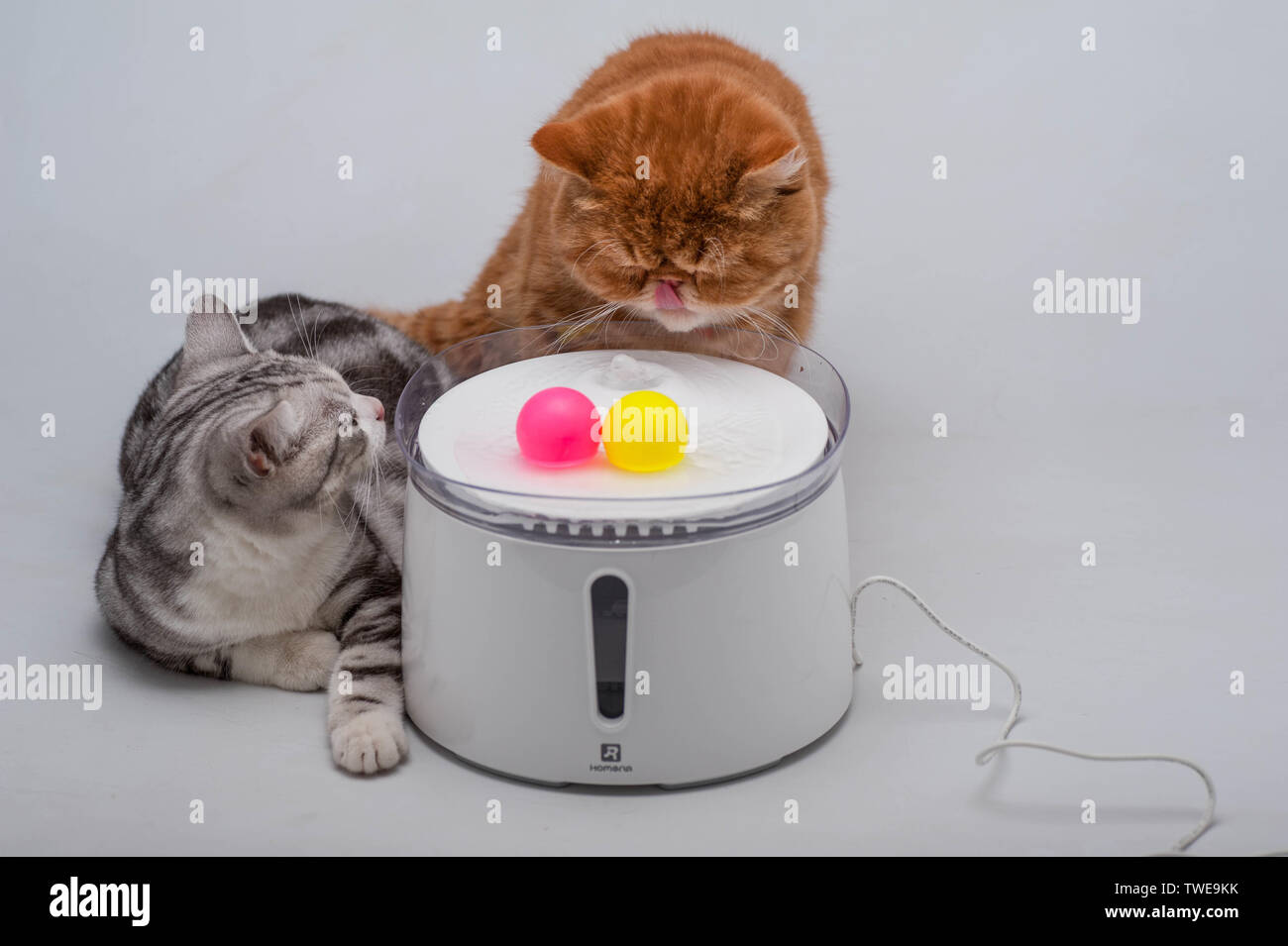 cat, pet, cat, animal, sprouting Stock Photo - Alamy