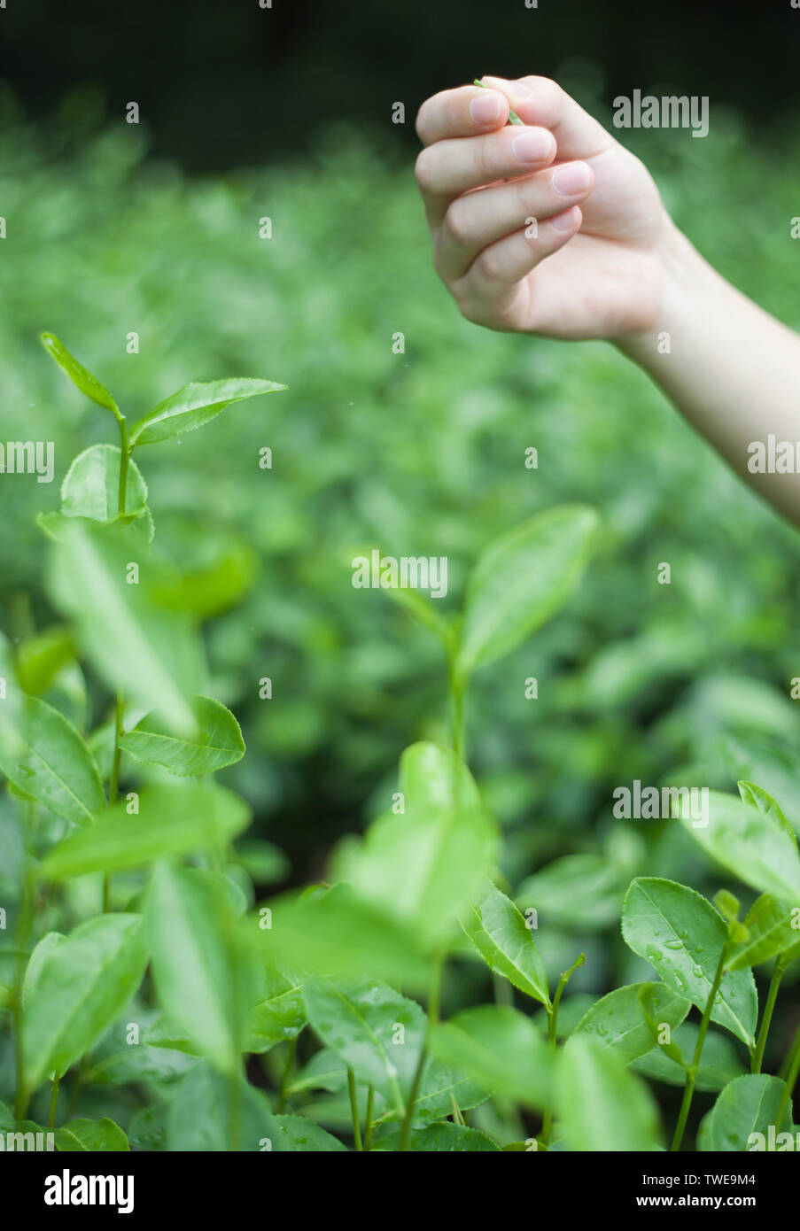 Origin of tea Stock Photo - Alamy