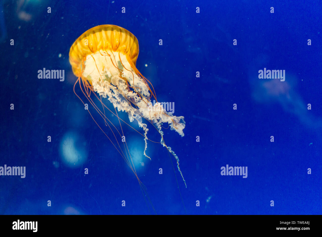 Jelly fish floating in crystal hi-res stock photography and images - Alamy