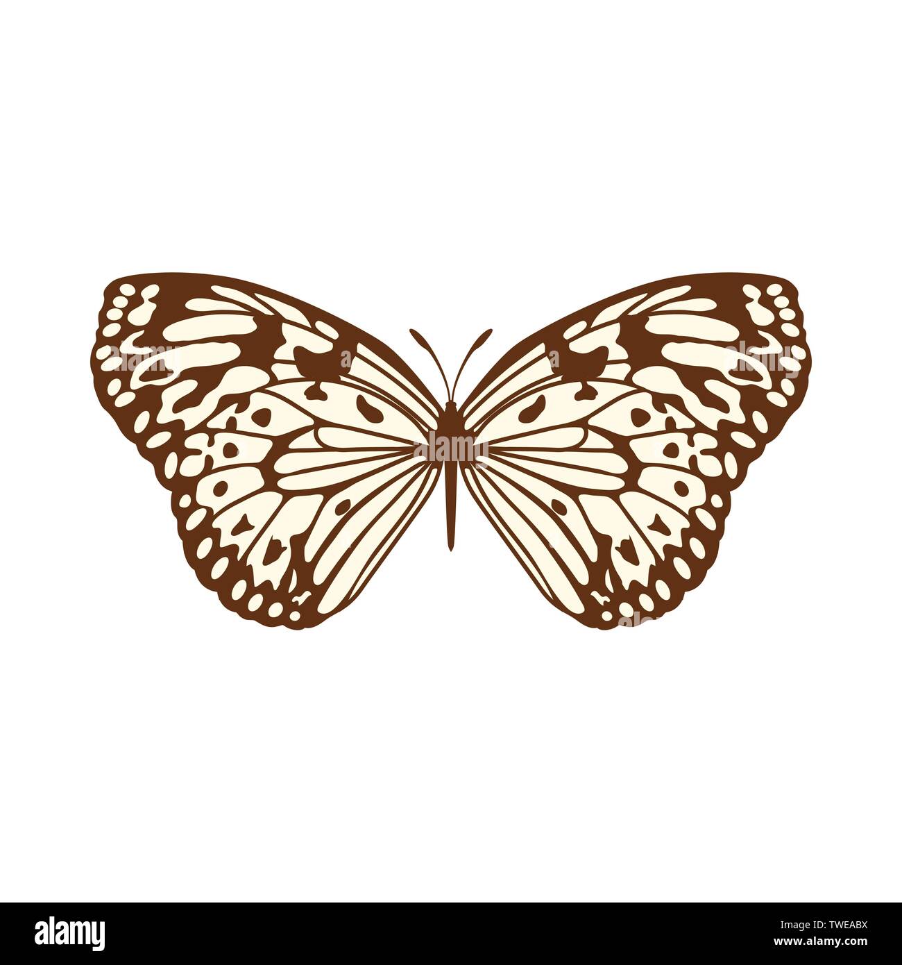 Sketch of Butterfly. Brown Line Color Design. Vector Illustration Stock ...