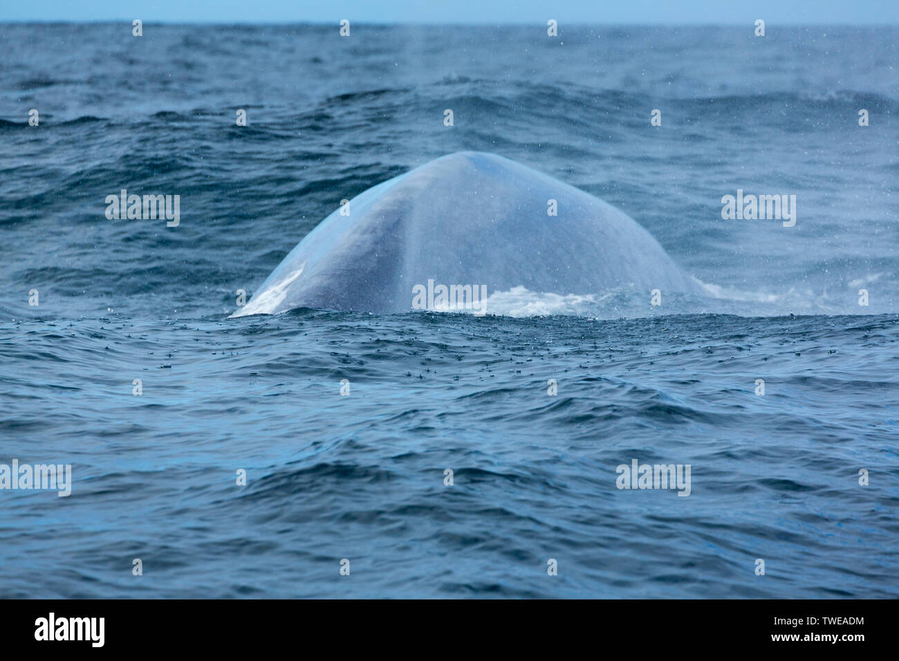 BLUE WHALE (Balaenoptera musculus Stock Photo - Alamy