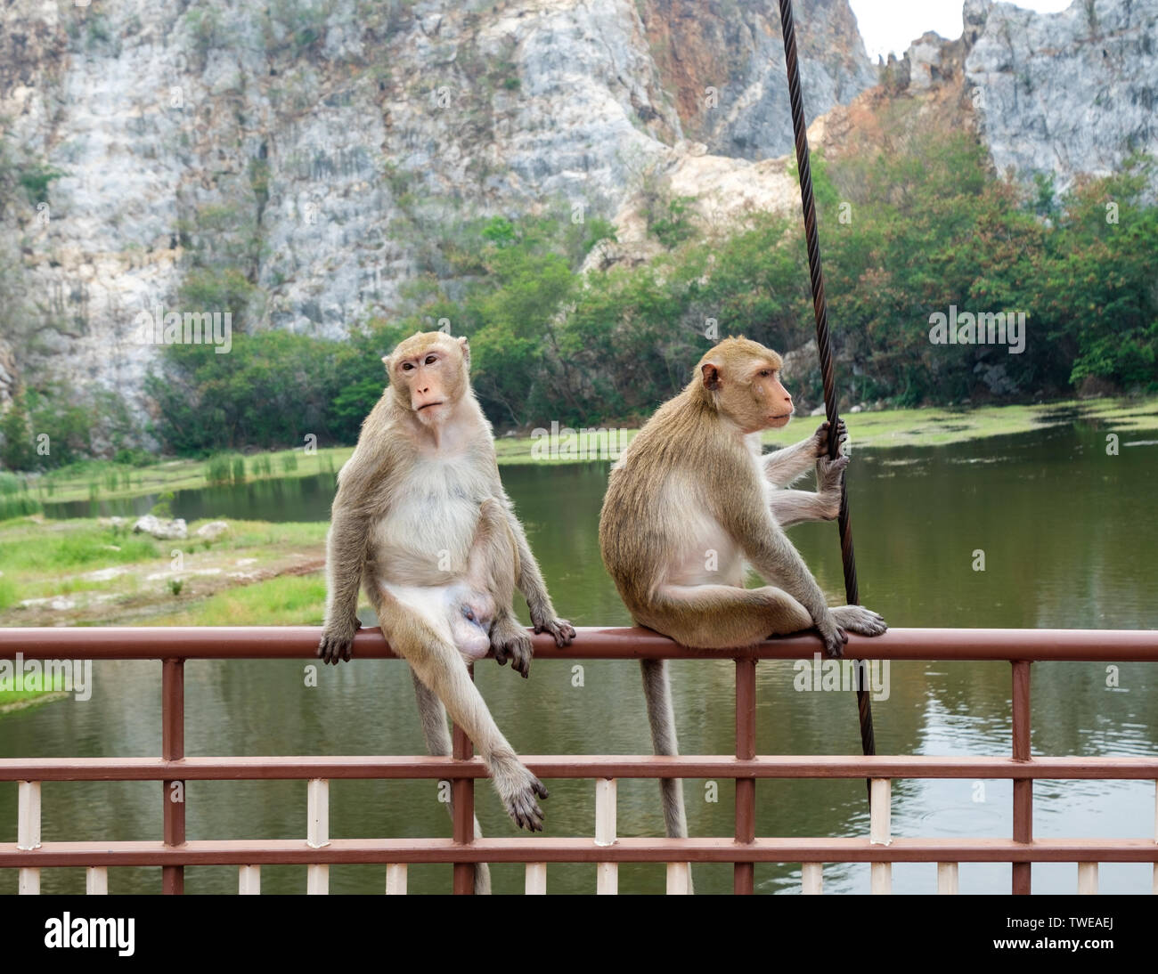 Two young monkeys sitting on rail bridge Stock Photo - Alamy