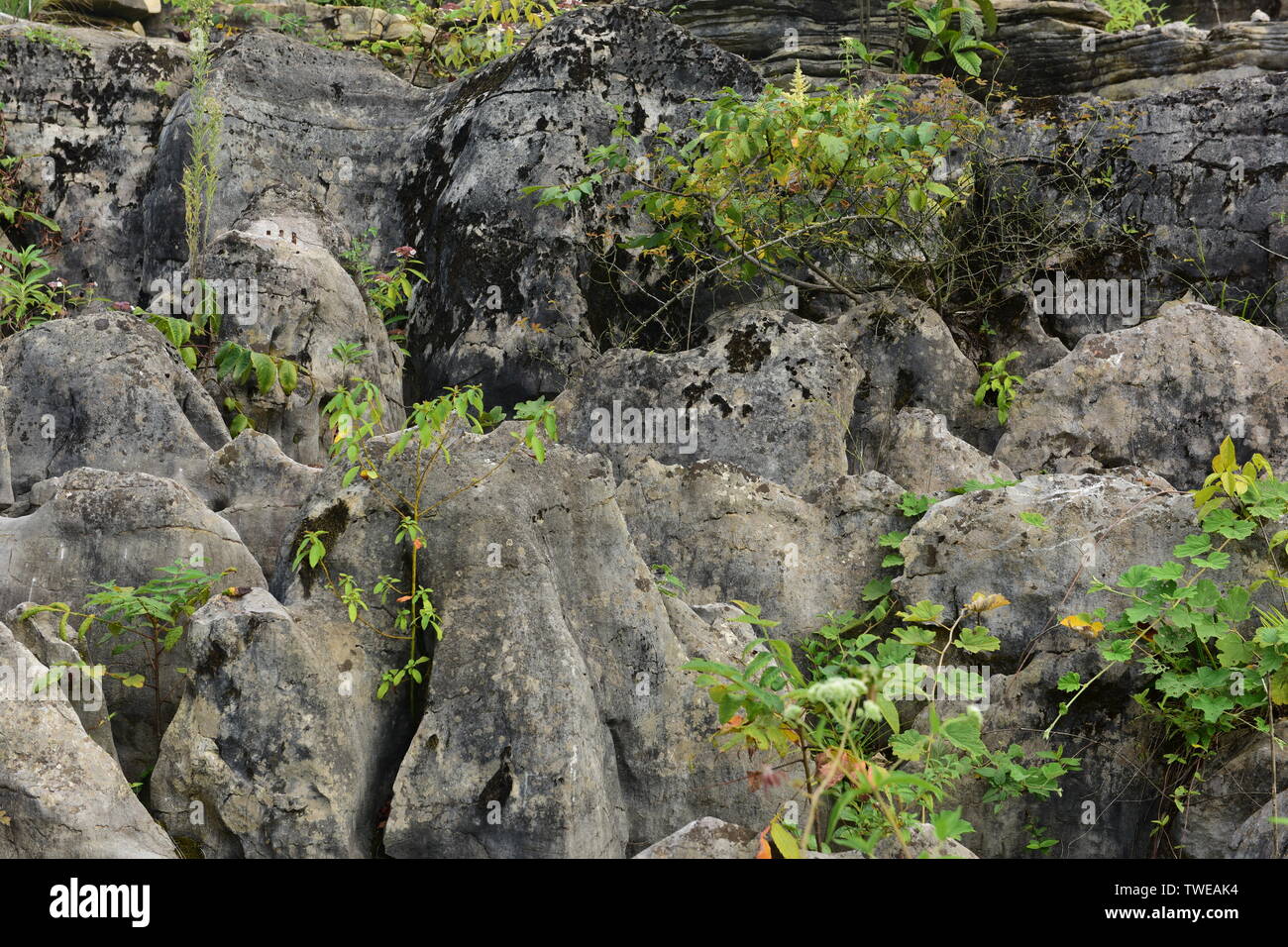 Shilin geopark hi-res stock photography and images - Alamy