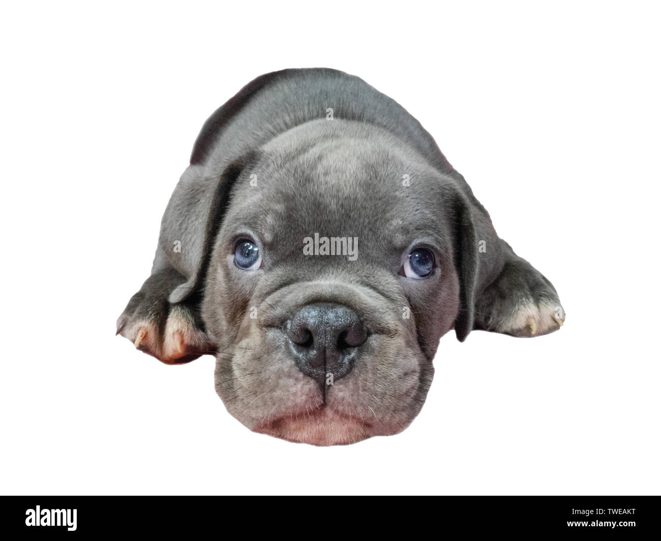 Dark grey bully puppy breed sleeping and looking to front, Isolated on ...