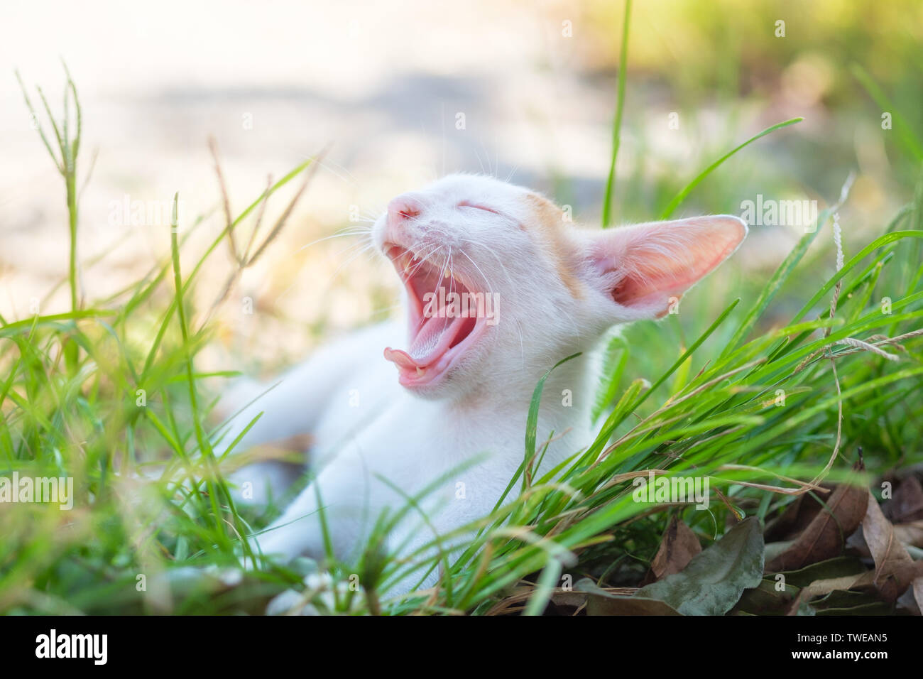 Close-up golden white kitten yawning on grass Stock Photo - Alamy
