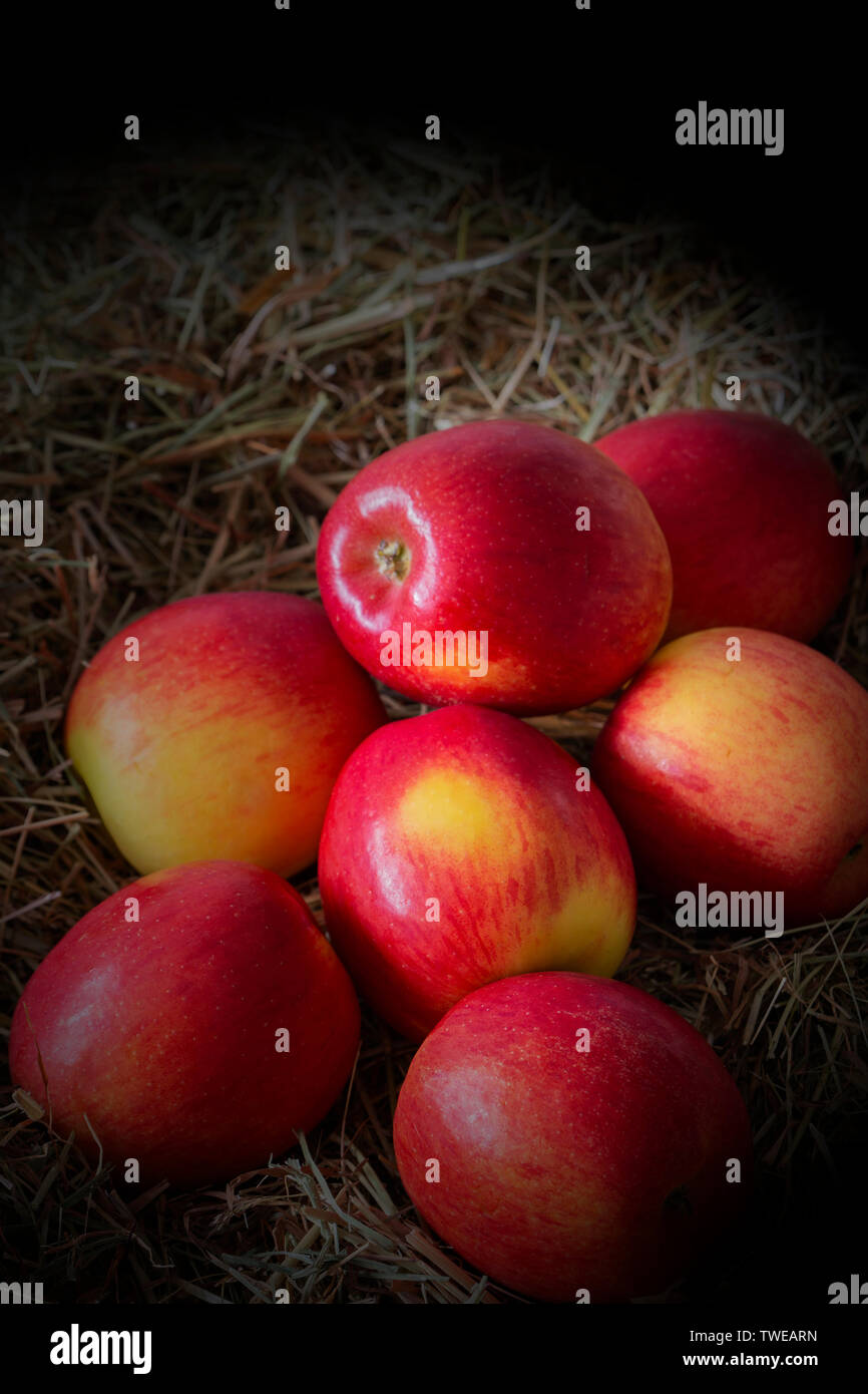 Apples, Jazz apple variety, on a meadow hay straw background with ...