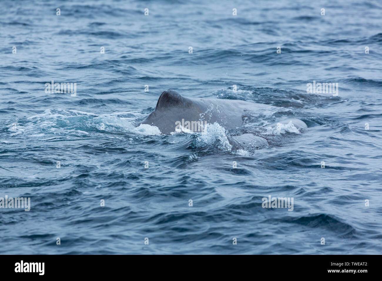 Cachalote physeter macrocephalus hi-res stock photography and images ...