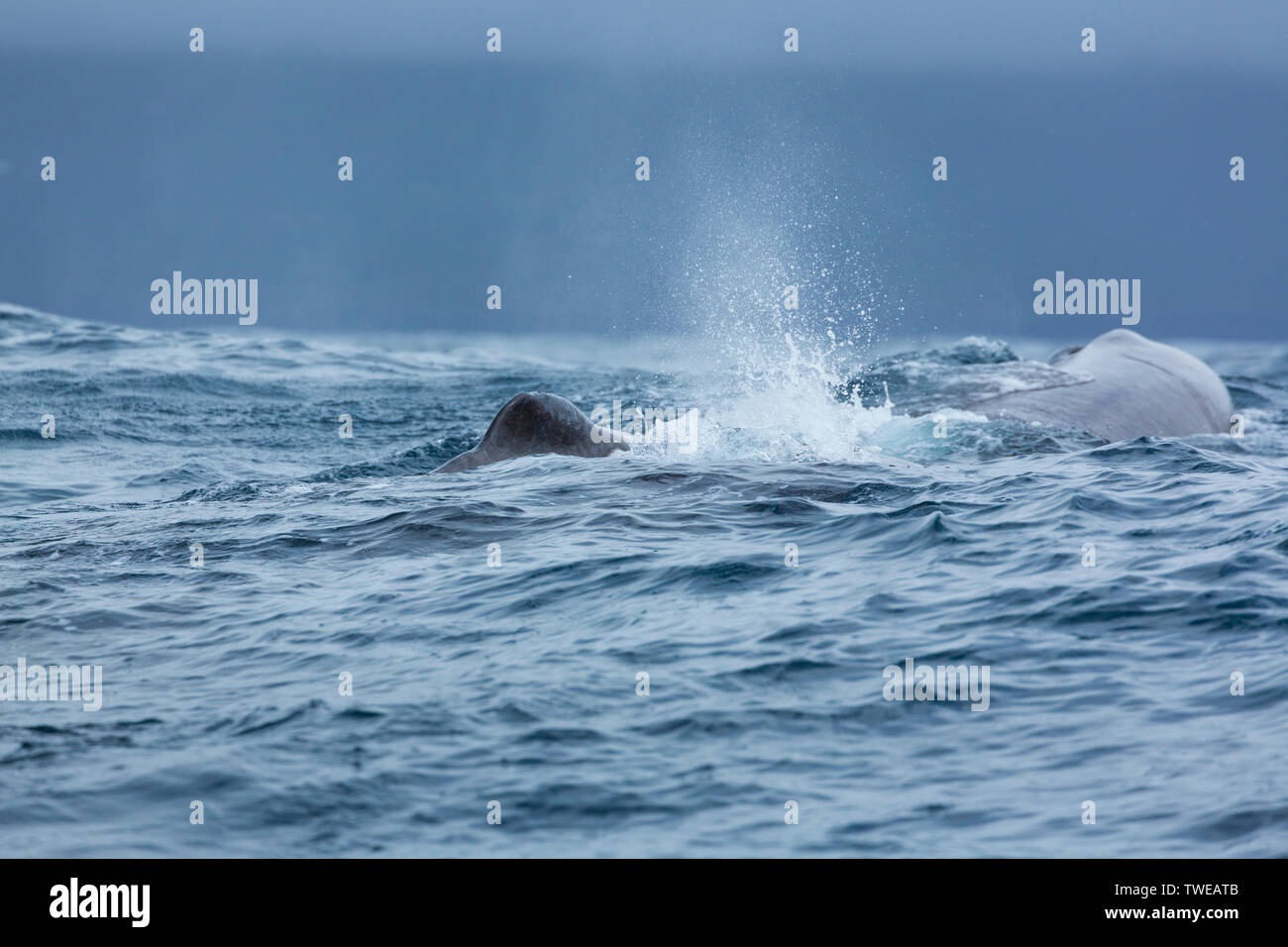 SPERM WHALE (Physeter macrocephalus Stock Photo - Alamy