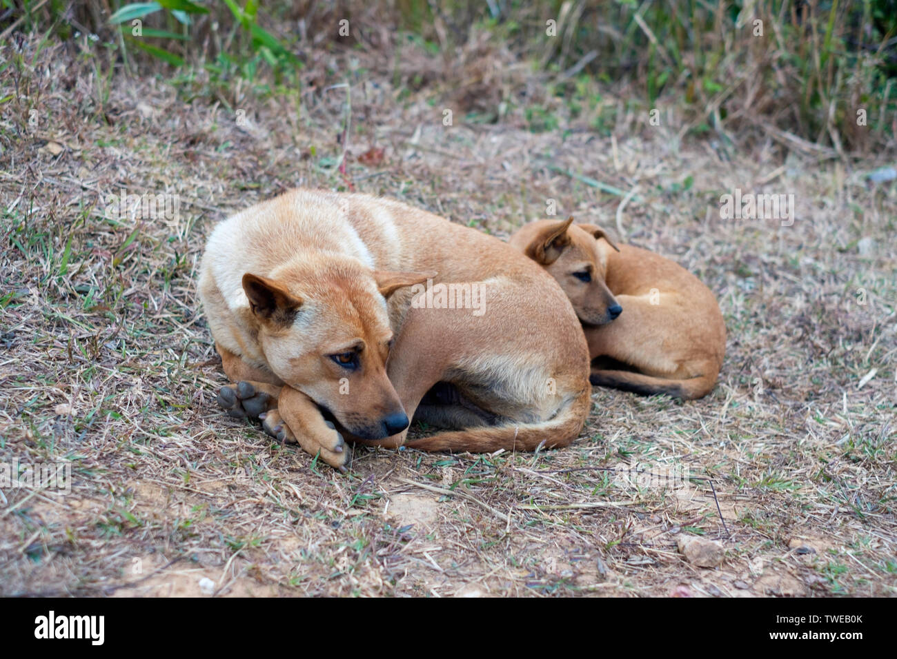 Coil dog hi-res stock photography and images - Alamy