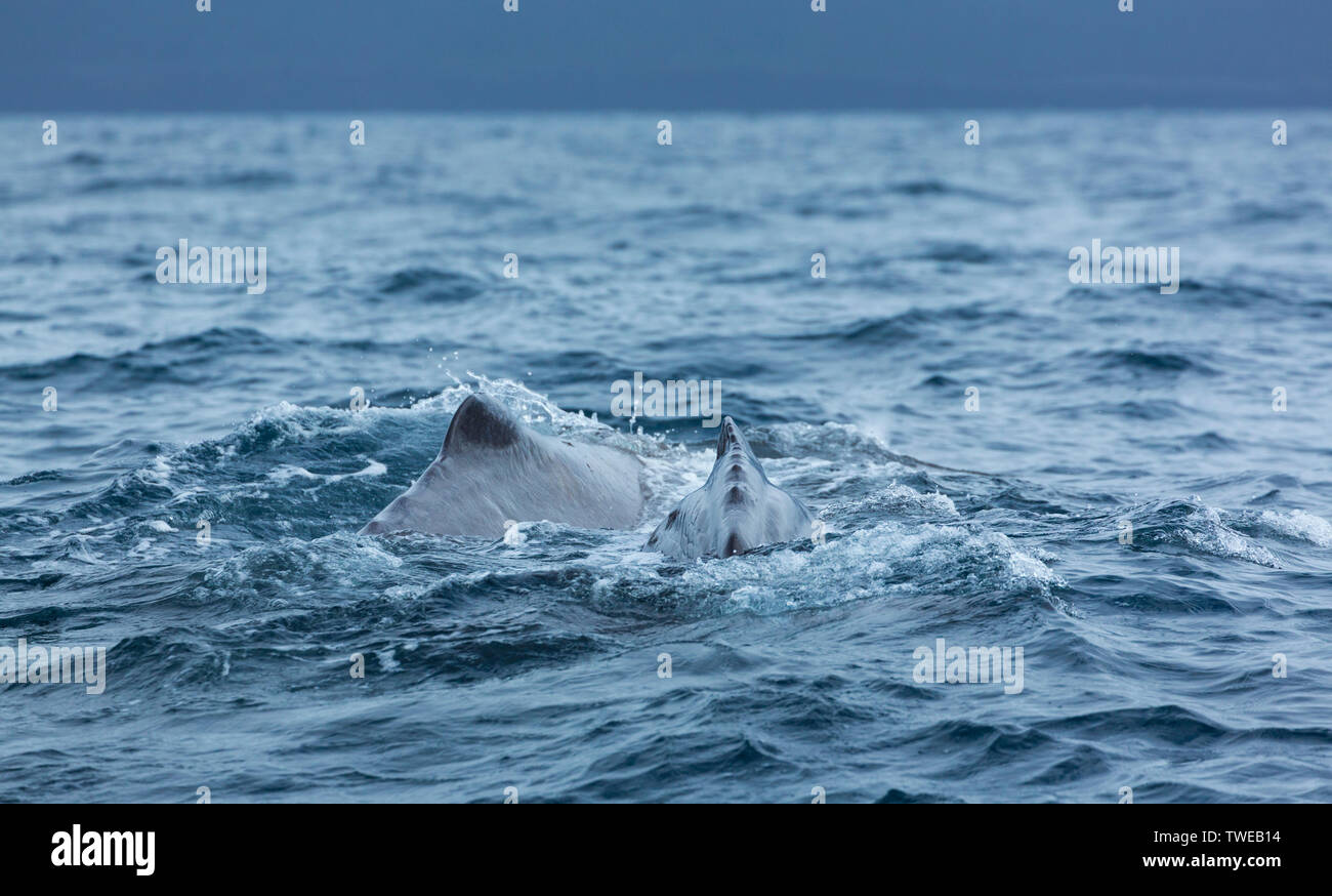 SPERM WHALE (Physeter macrocephalus Stock Photo - Alamy