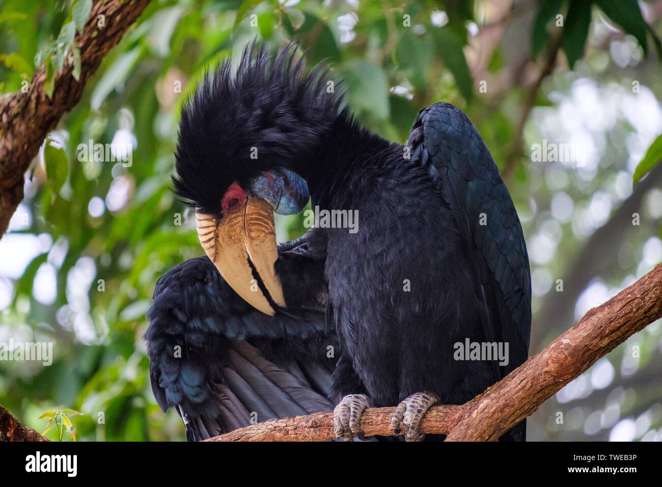 Blue hornbill bird hi-res stock photography and images - Alamy