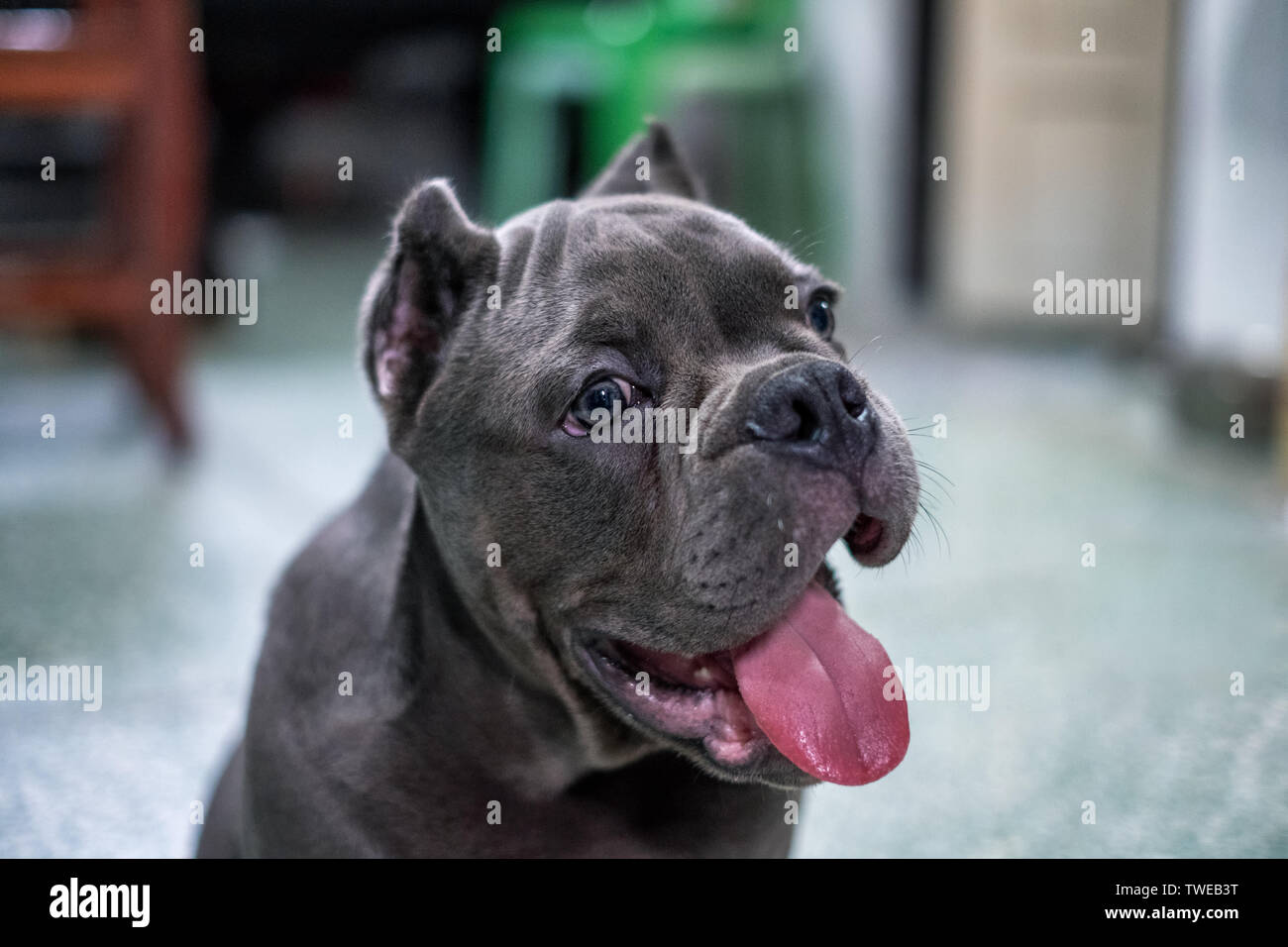 Close-up Dark grey bully breed puppy sitting with looking and hanging ...