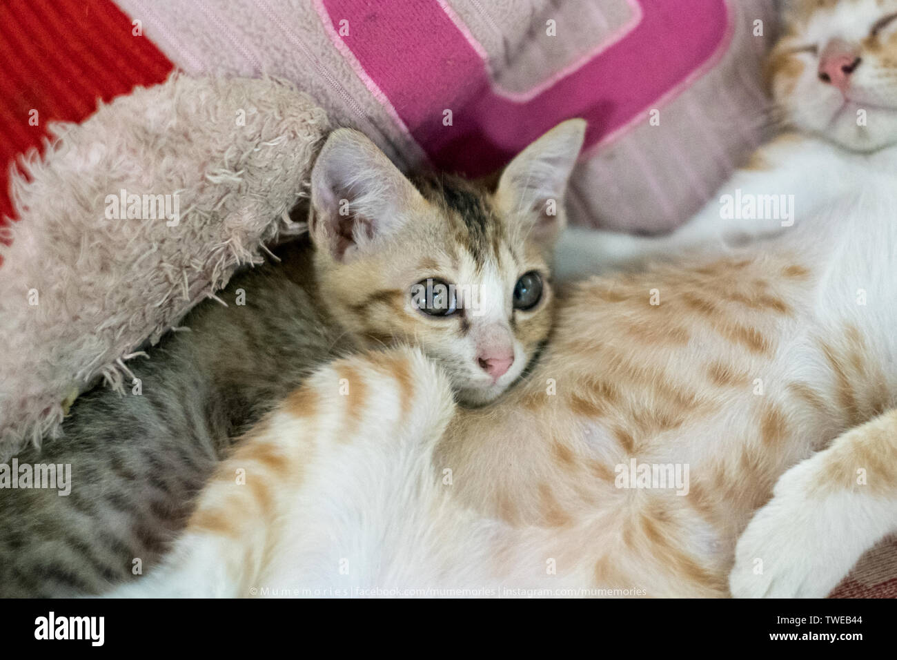Grey kitten stare lie down on body orange kitten are sleeping Stock ...