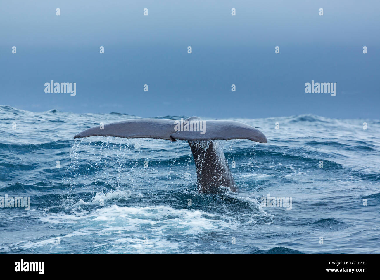 SPERM WHALE (Physeter macrocephalus Stock Photo - Alamy