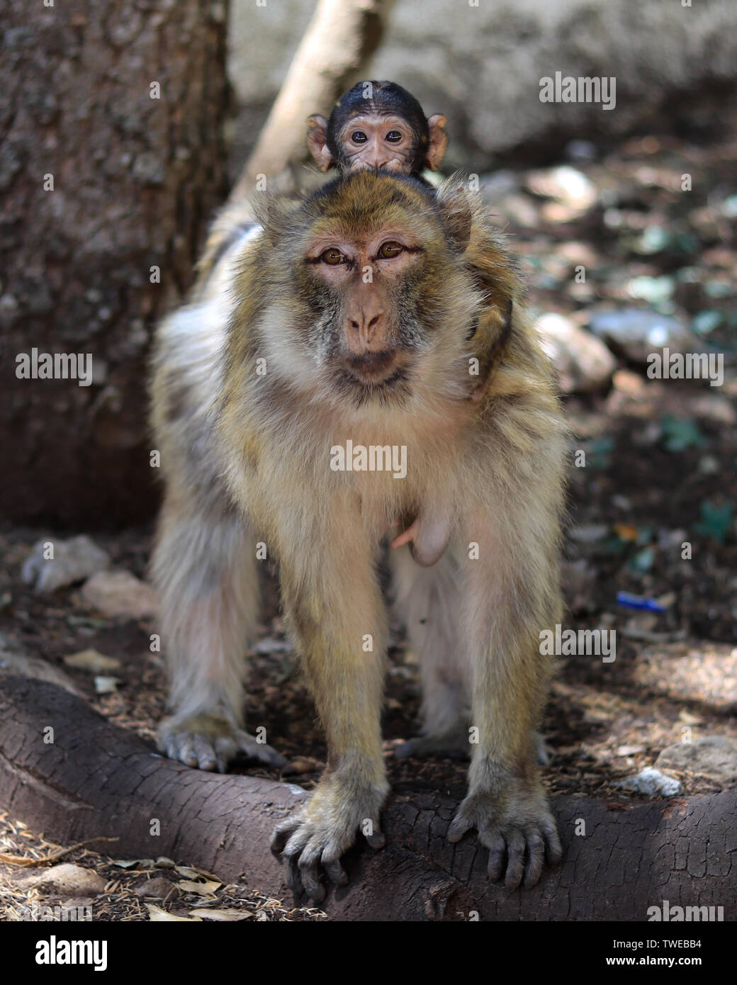 A wild barbary macaque monkey mother and her baby Stock Photo - Alamy