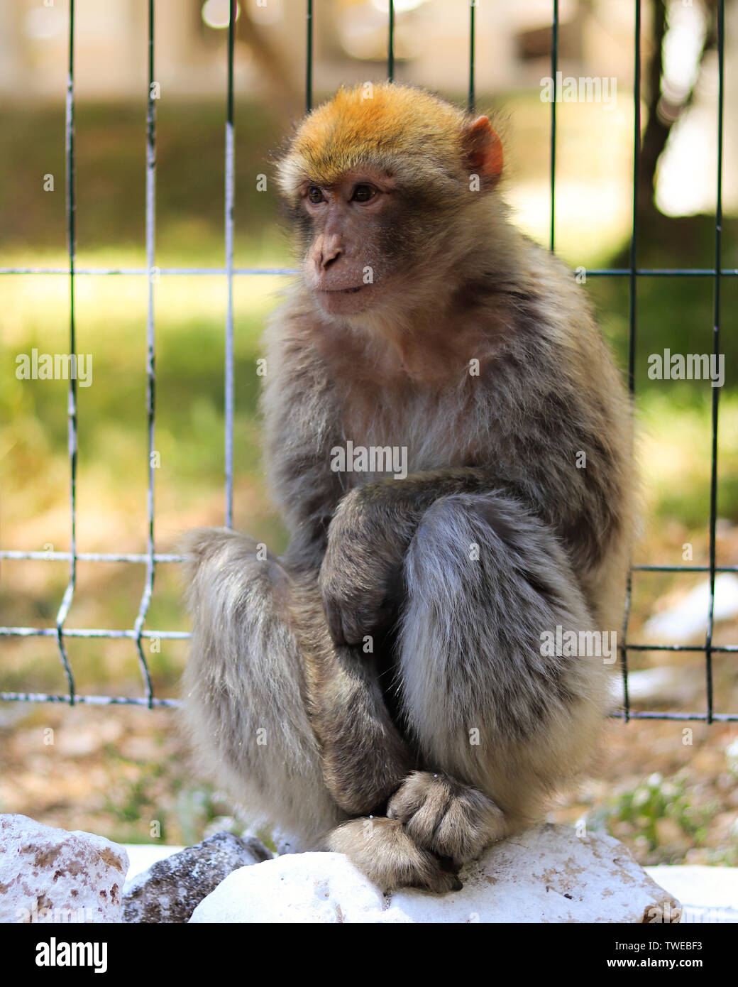 Ifrane morocco hi-res stock photography and images - Alamy