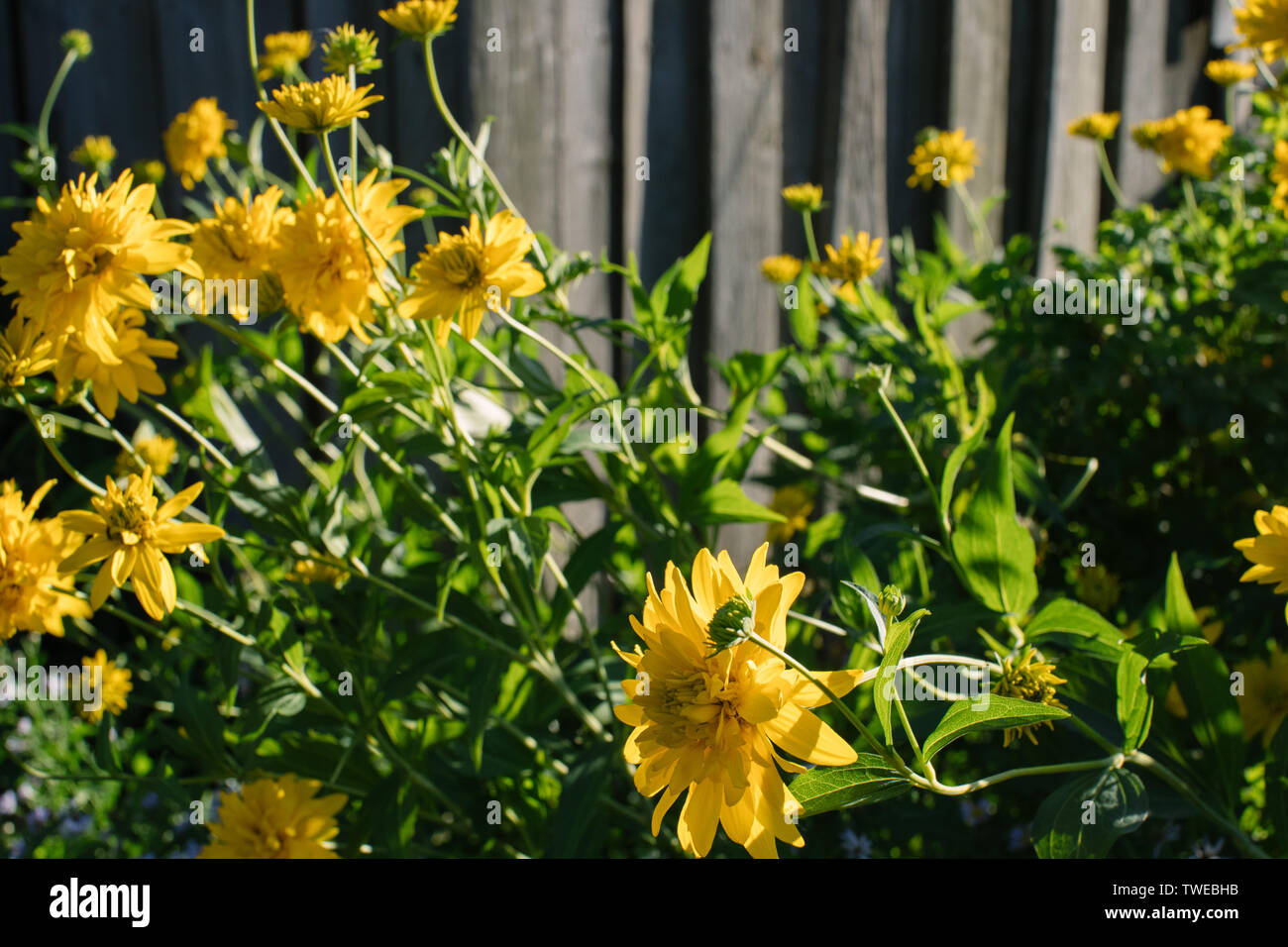 Flowers in yellow colors hi-res stock photography and images - Alamy