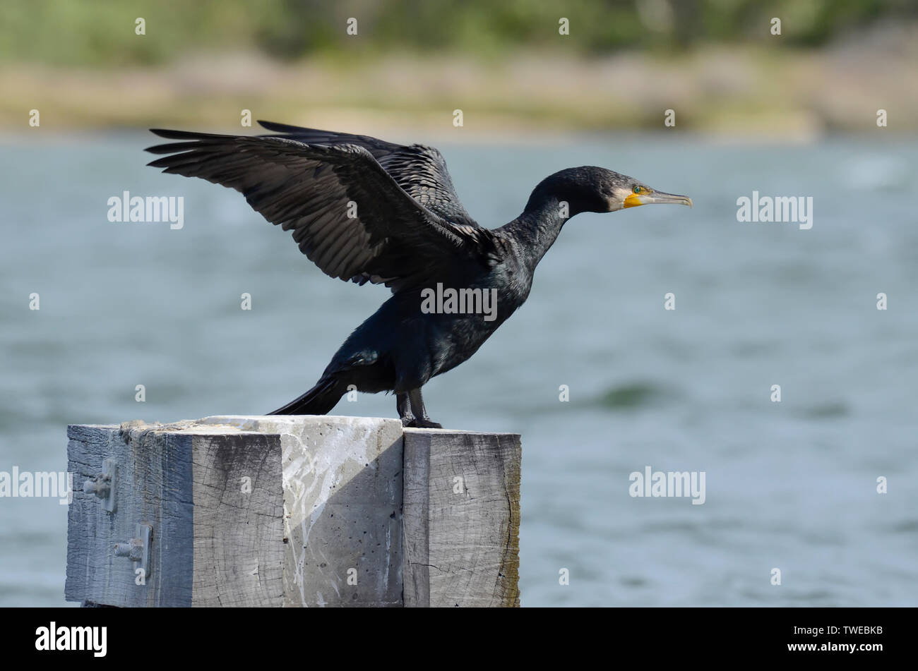 Shag bird australia hi-res stock photography and images - Alamy