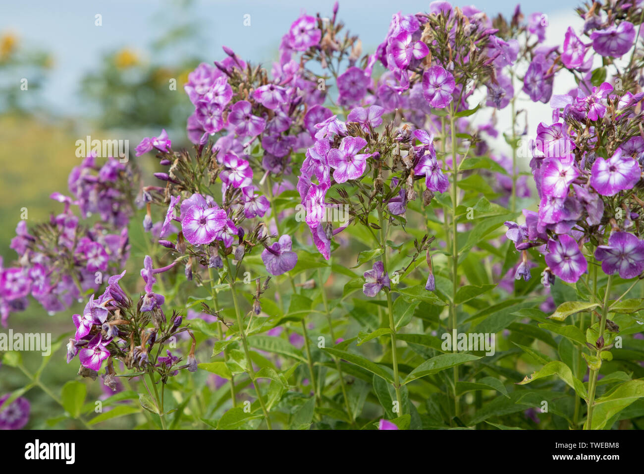 little purple flowers in the yard during the daytime Stock Photo - Alamy