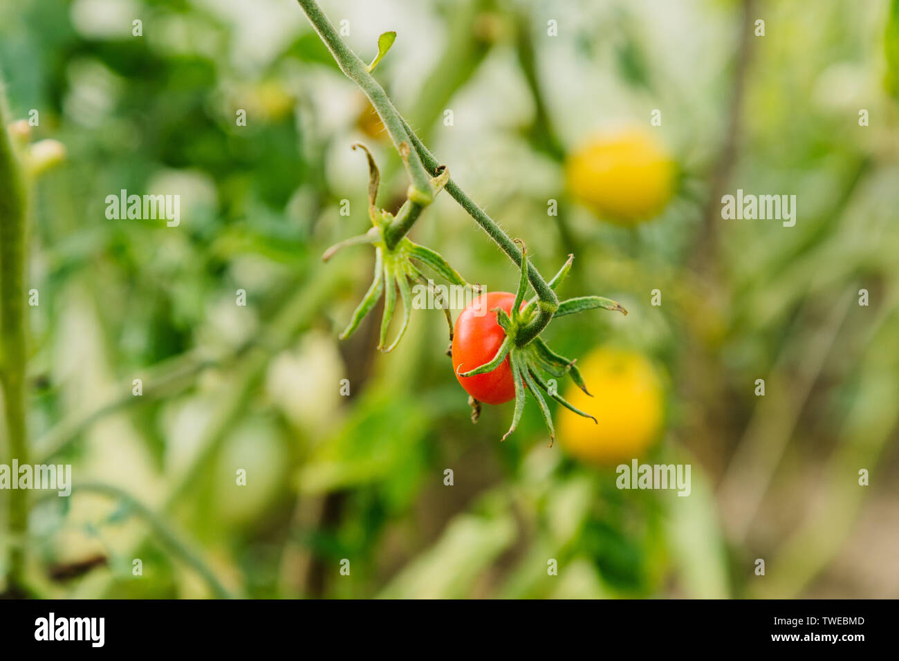 Small tomatoes background hi-res stock photography and images - Alamy