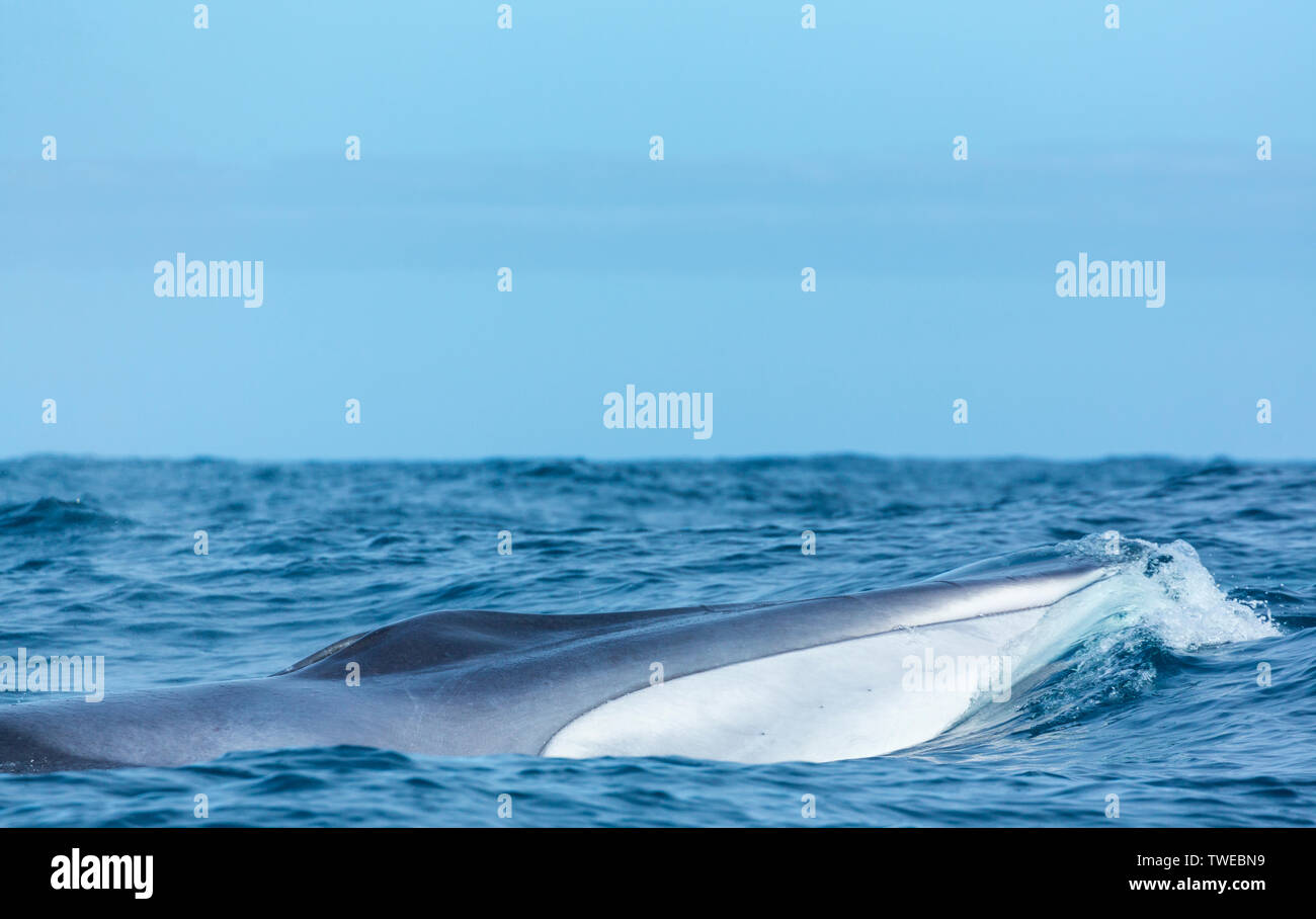 FIN WHALE (Balaenoptera physalus Stock Photo - Alamy
