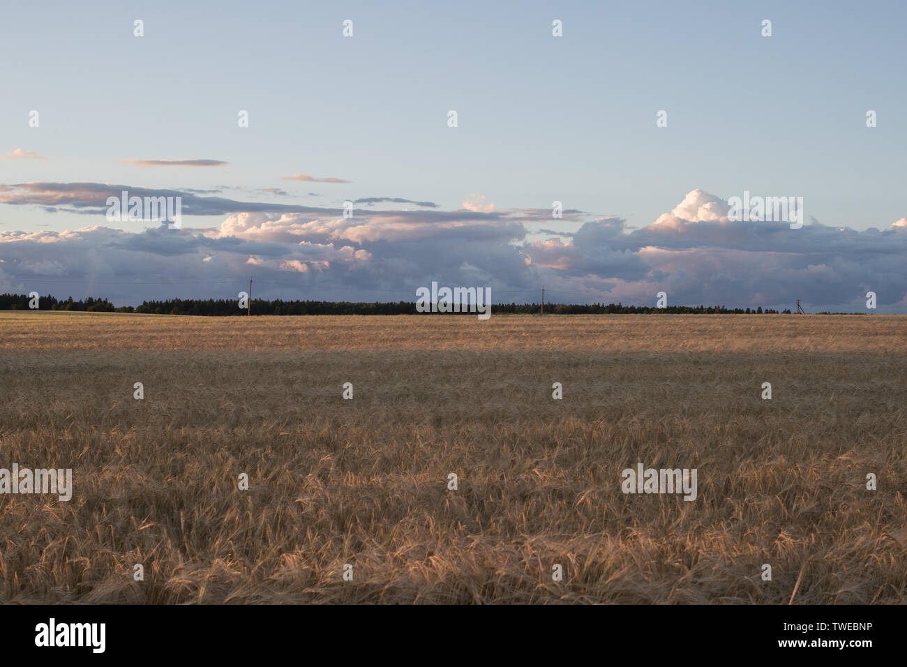 large field of rye in the autumn Stock Photo - Alamy
