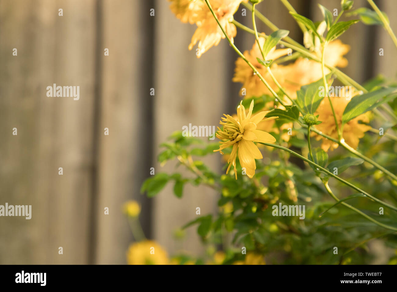 yellow flowers in the yard during the daytime Stock Photo - Alamy