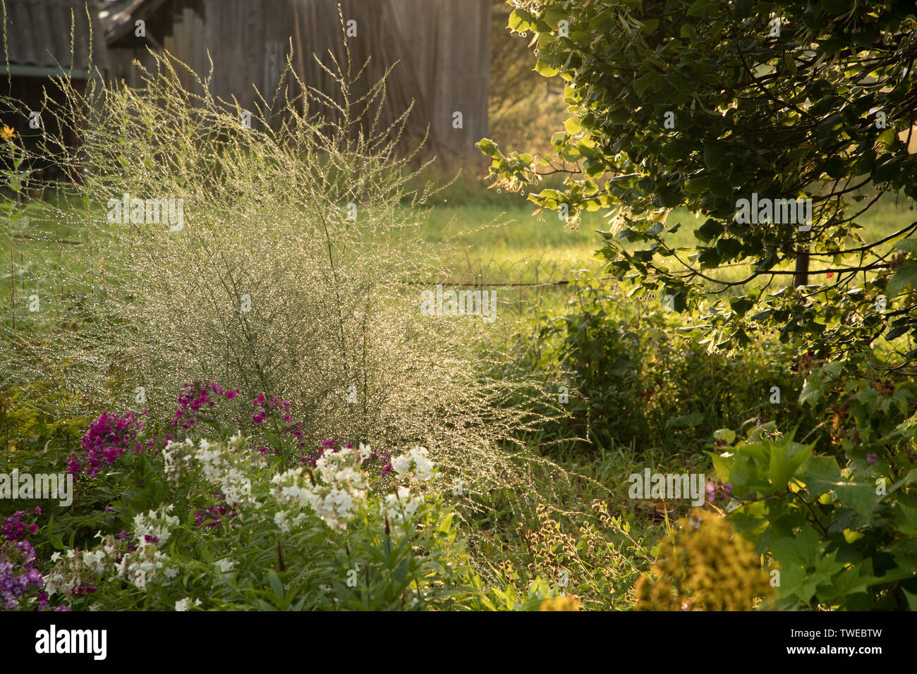 Light green vegetation hi-res stock photography and images - Alamy