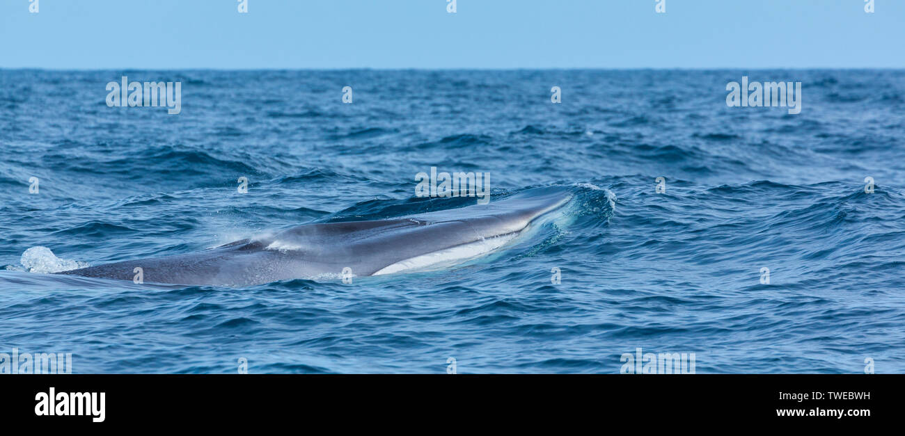 FIN WHALE (Balaenoptera physalus Stock Photo - Alamy