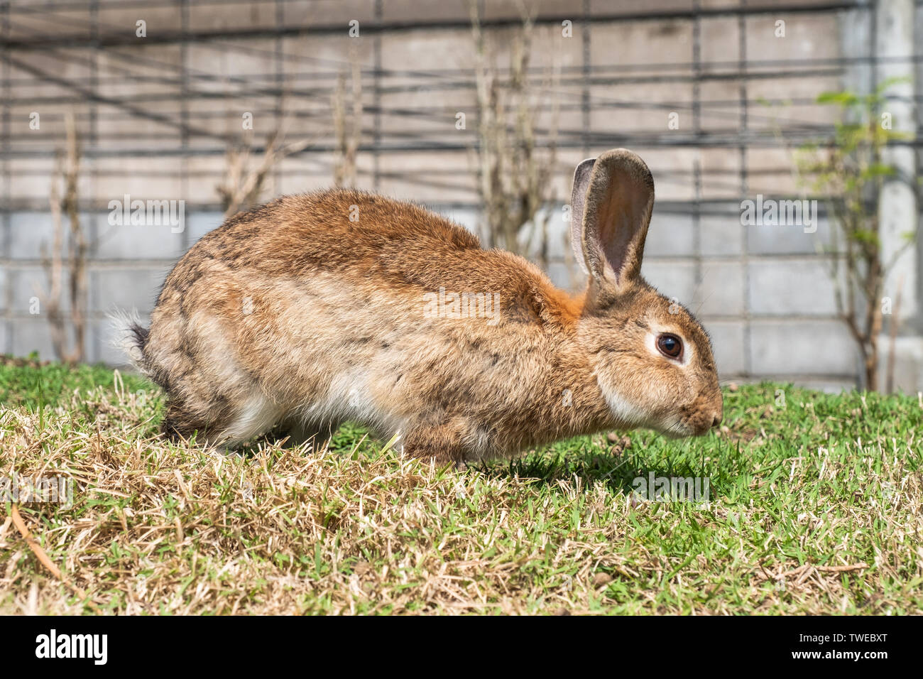 Brown Rabbit standing on lawn in stall Stock Photo - Alamy
