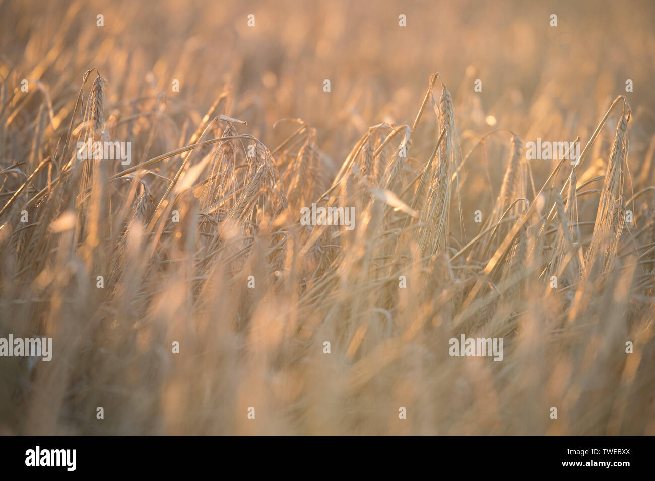 Field of rye hi-res stock photography and images - Alamy
