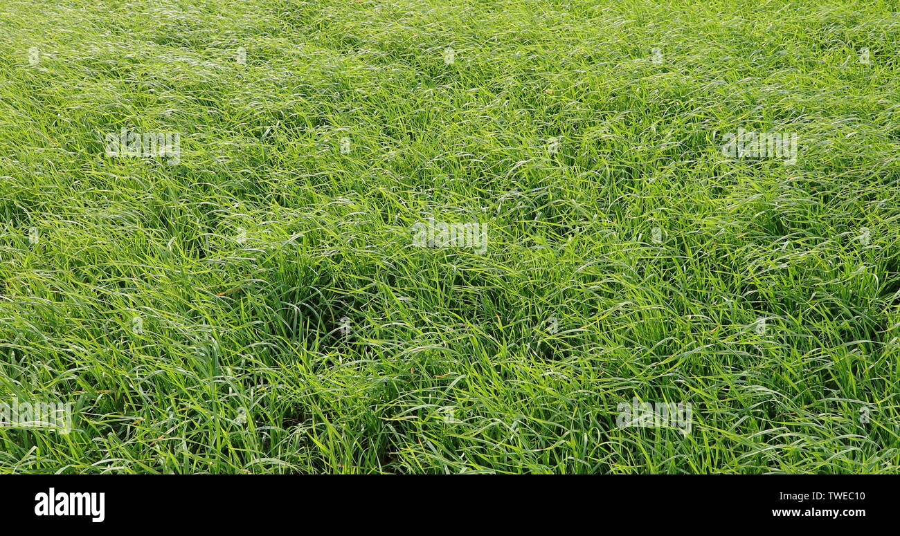 Thick green background hi-res stock photography and images - Alamy