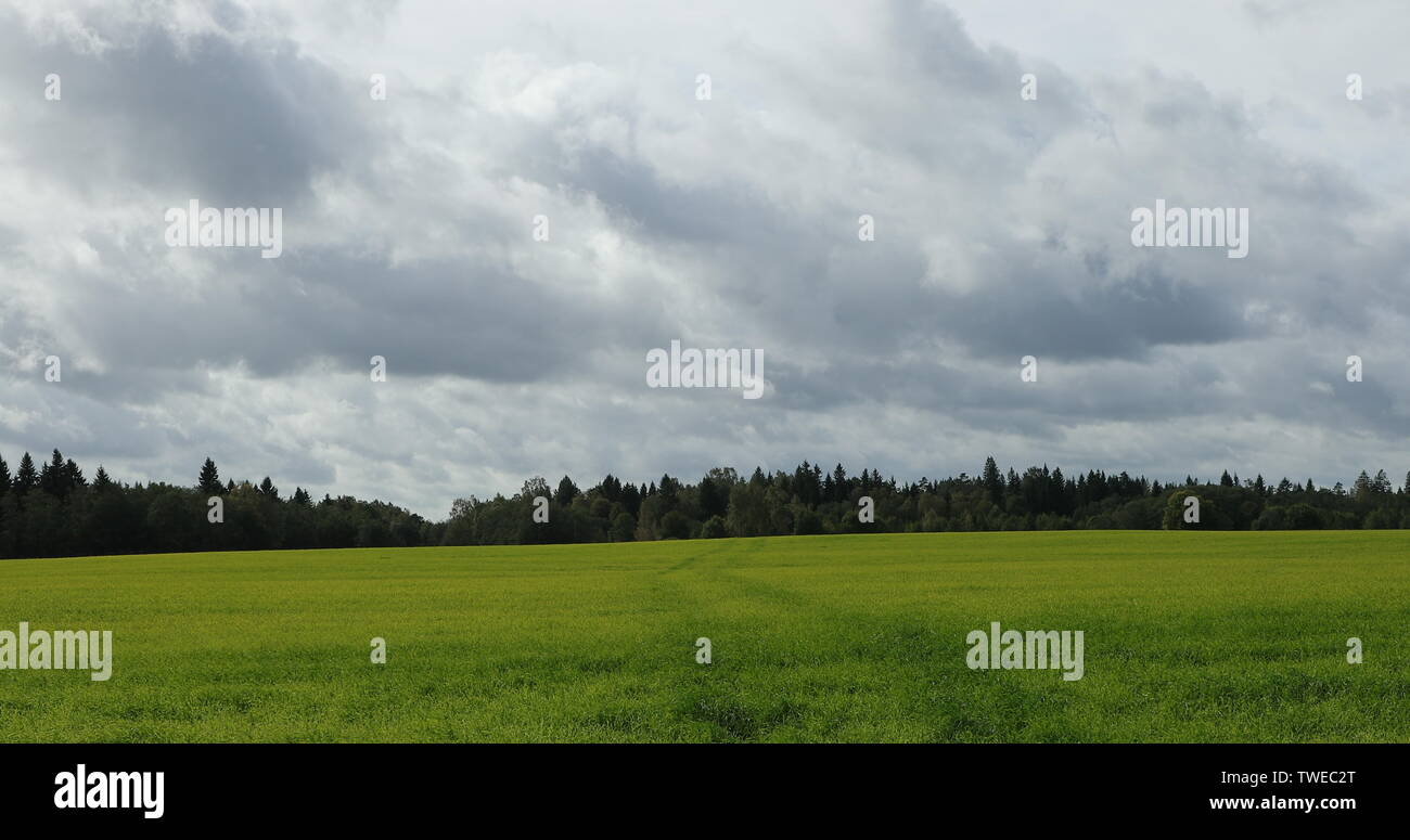 Dense forest hi-res stock photography and images - Alamy