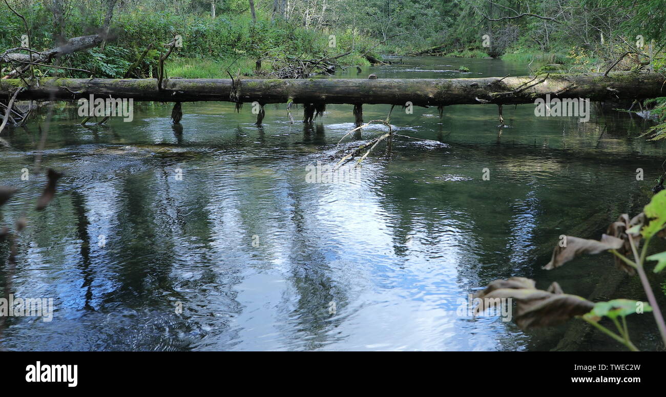 fallen tree in the forest across the river Stock Photo - Alamy