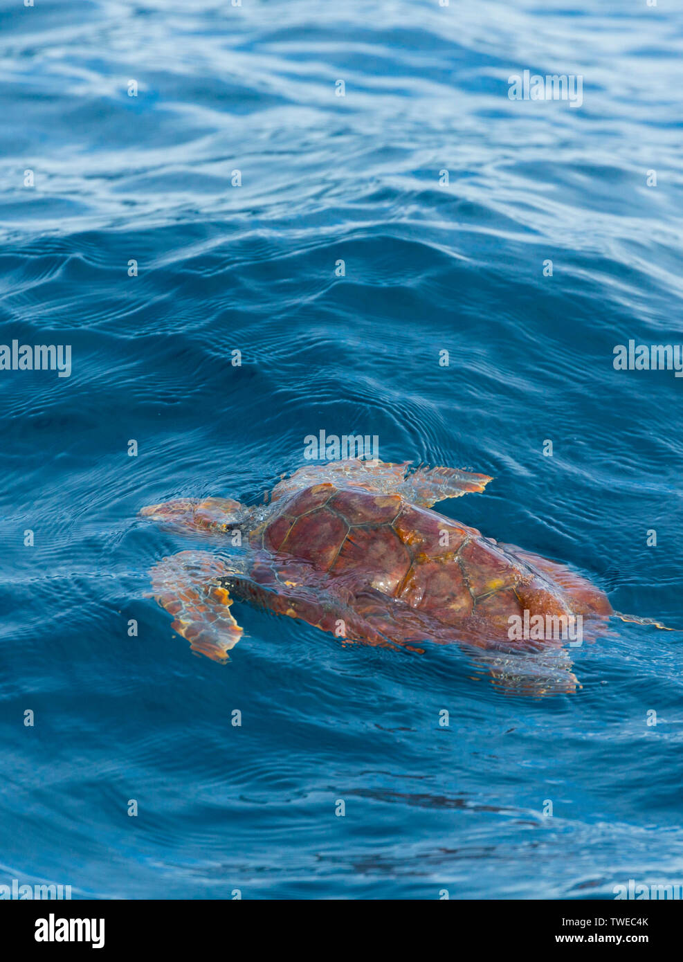 LOGGERHEAD SEA TURTLE (Caretta caretta Stock Photo - Alamy